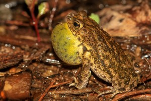 Crapaud granuleux - Savanes de Guyane