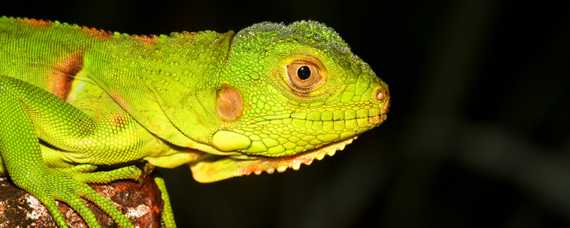 Iguane - Savanes de Guyane