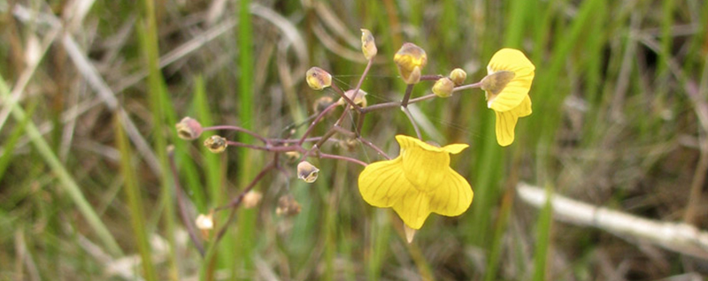 Utriculaires - Savanes de Guyane