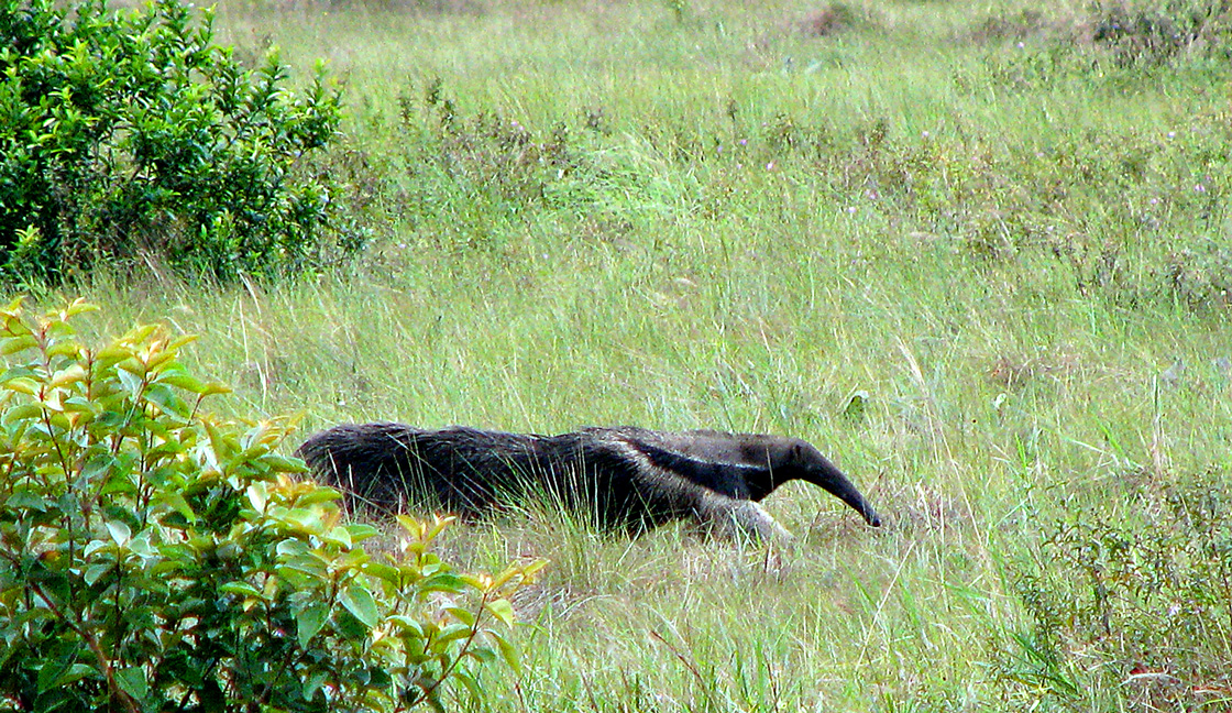 Faune - Savanes de Guyane