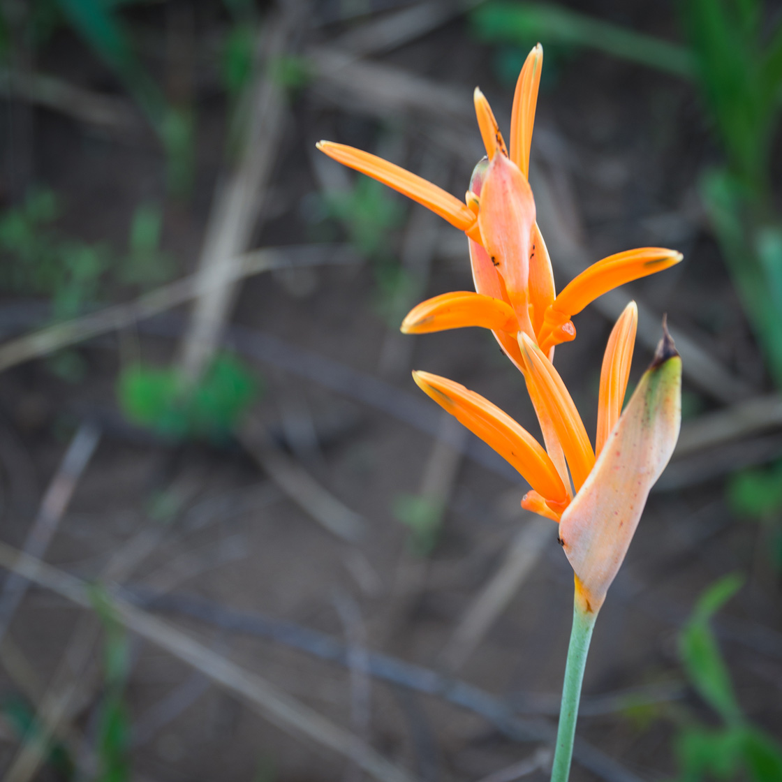 Flore - Savanes de Guyane