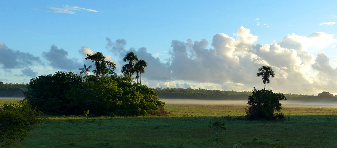 Savanes remarquables | Savanes de Guyane