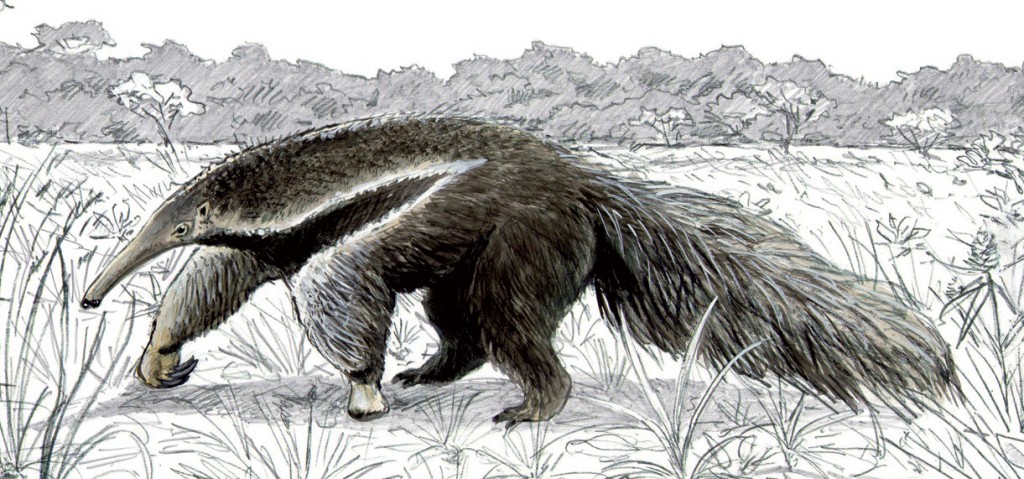 Grand tamanoir - Savanes de Guyane