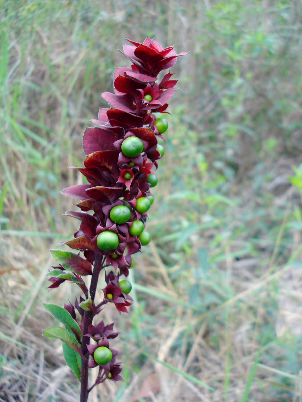Crête coq - Savanes de Guyane