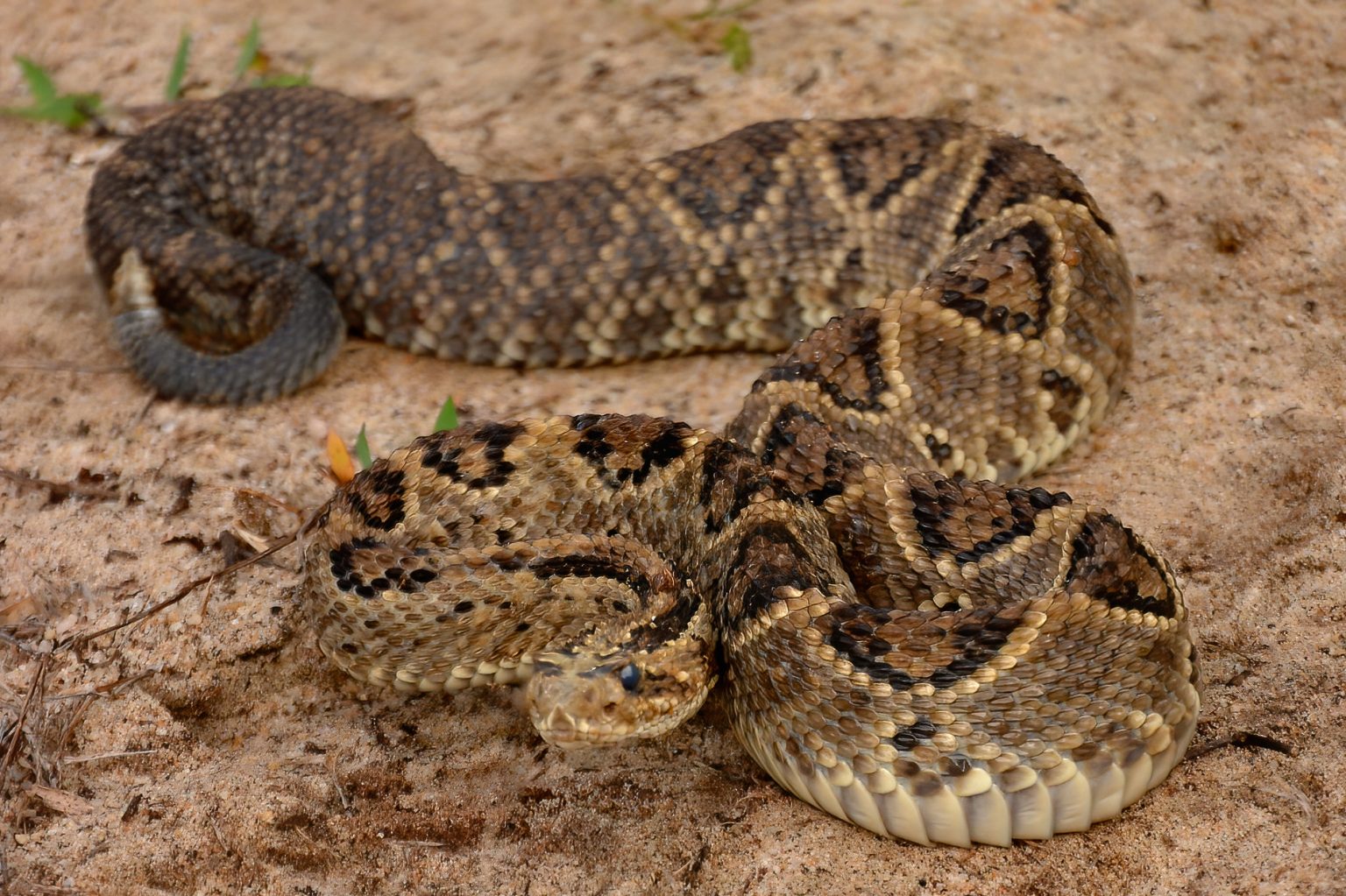 Avez-vous vu un Crotale? | Savanes de Guyane